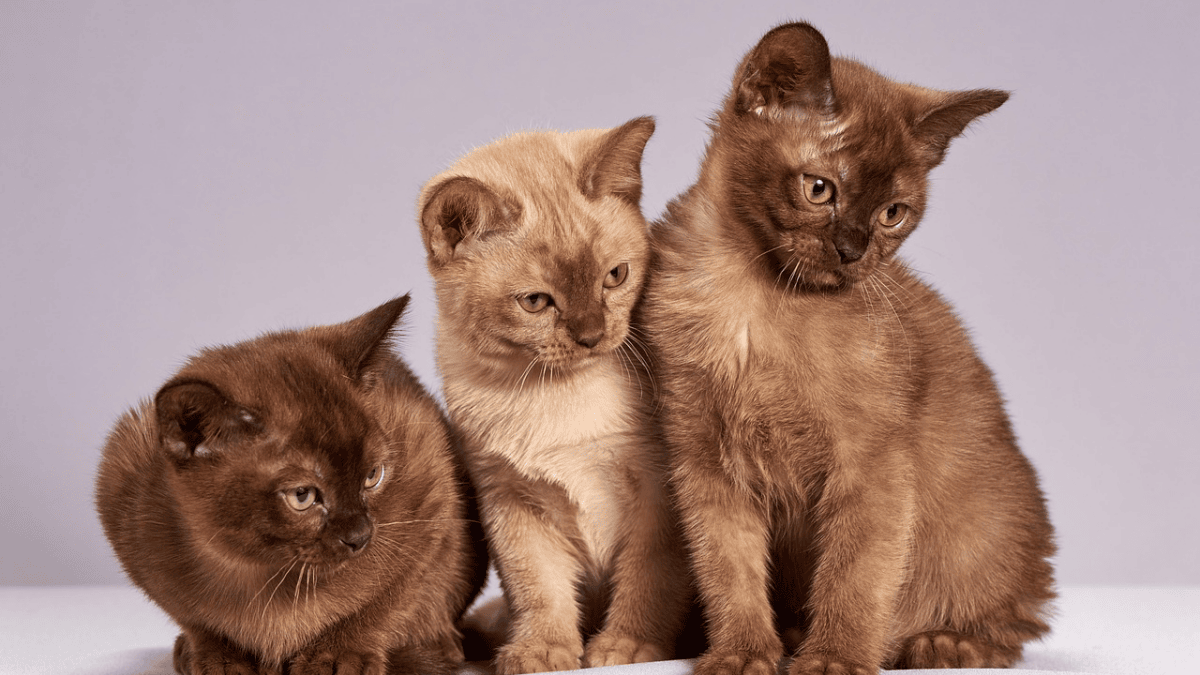 15 cat names that are very uncommon but that veterinarians love to hear