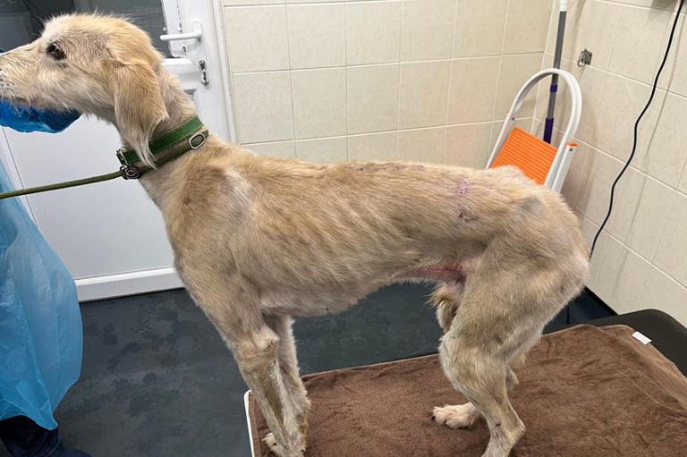 Edinburgh dog's incredible recovery after being found emaciated with ...