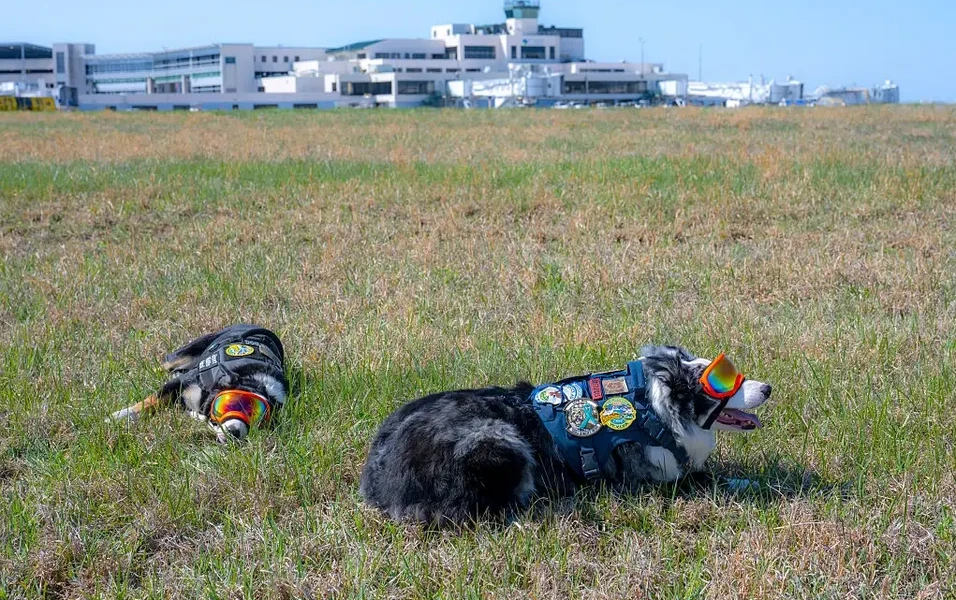 Experts identify five dog breeds most attuned to human emotions