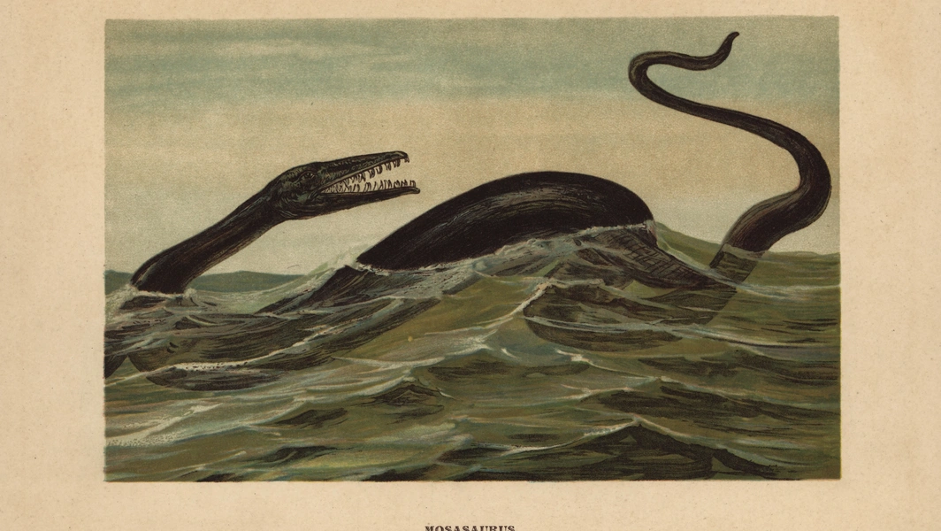 Kansas boy uncovers 85-million-year-old sea predator fossil