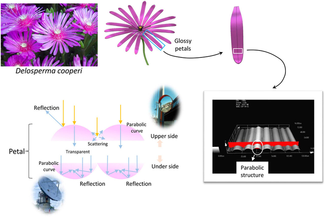 Hardy ice plant's optical innovation inspires reflective design ...