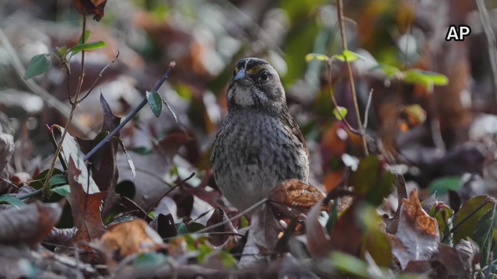 Study: Bird populations shrinking faster in heavy agricultural areas