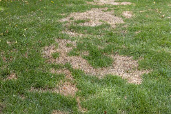 Experts say scattering 1 thing on your lawn can make grass greener and ...
