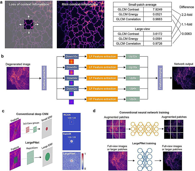 Breaking tunnel vision, imaging AI lifts fluorescence image restoration ...