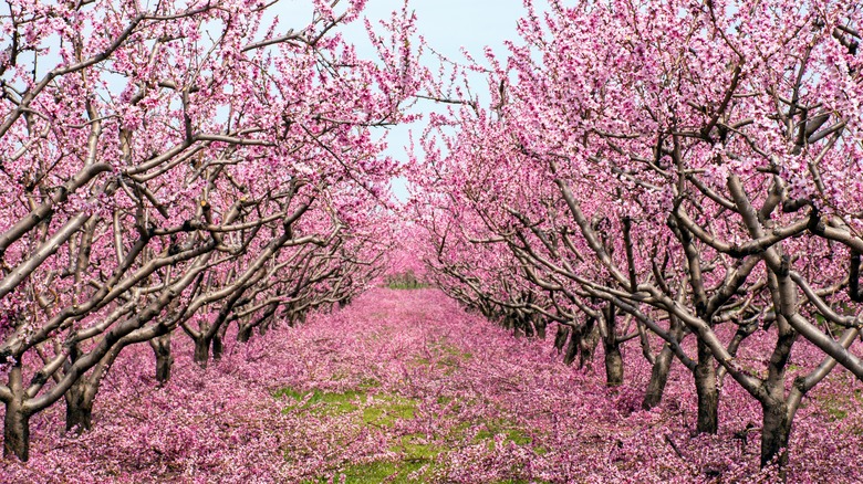 Don't prune any of these plants in the fall