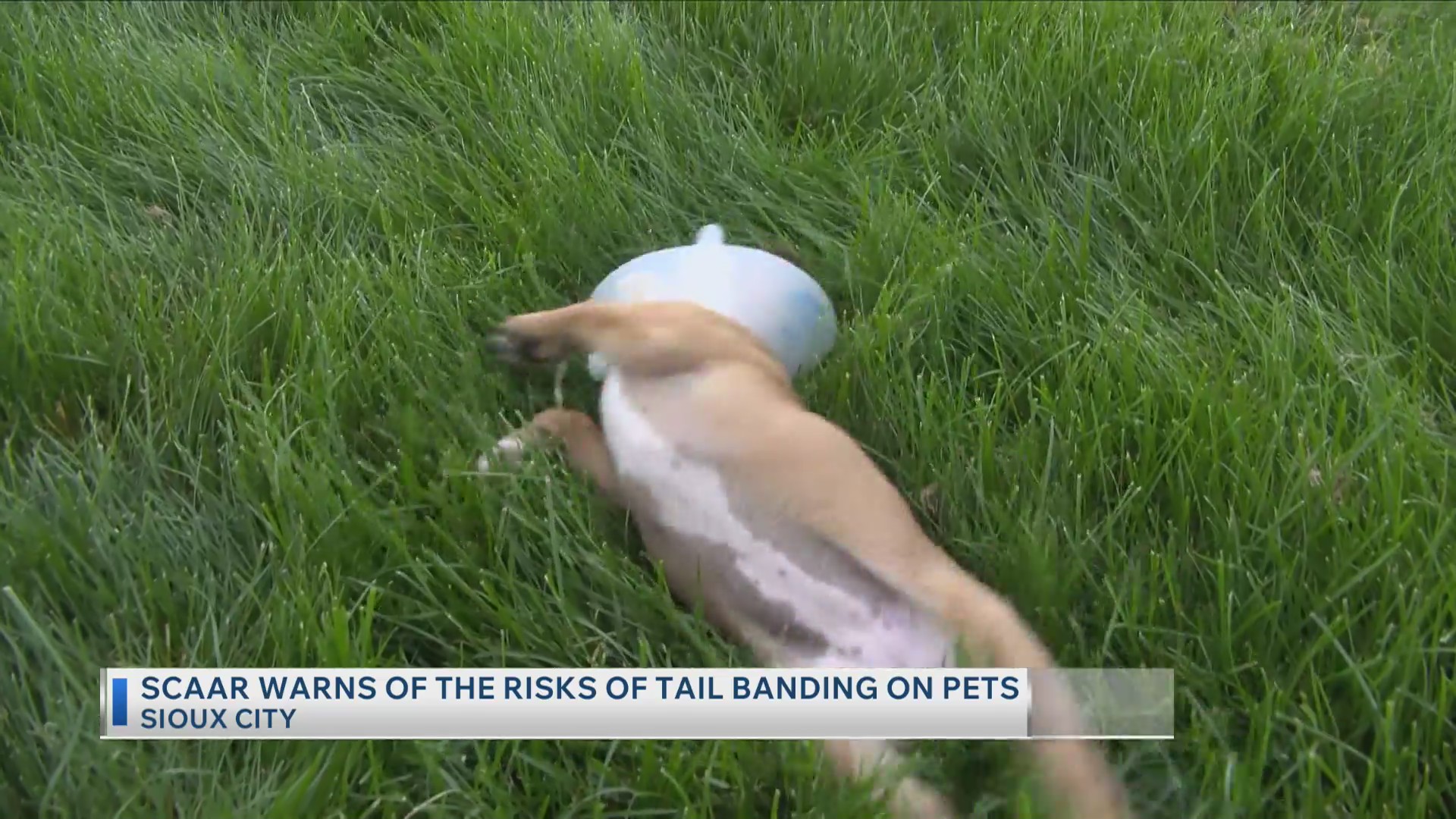 SCAAR warns of the risks of tail banding on pets