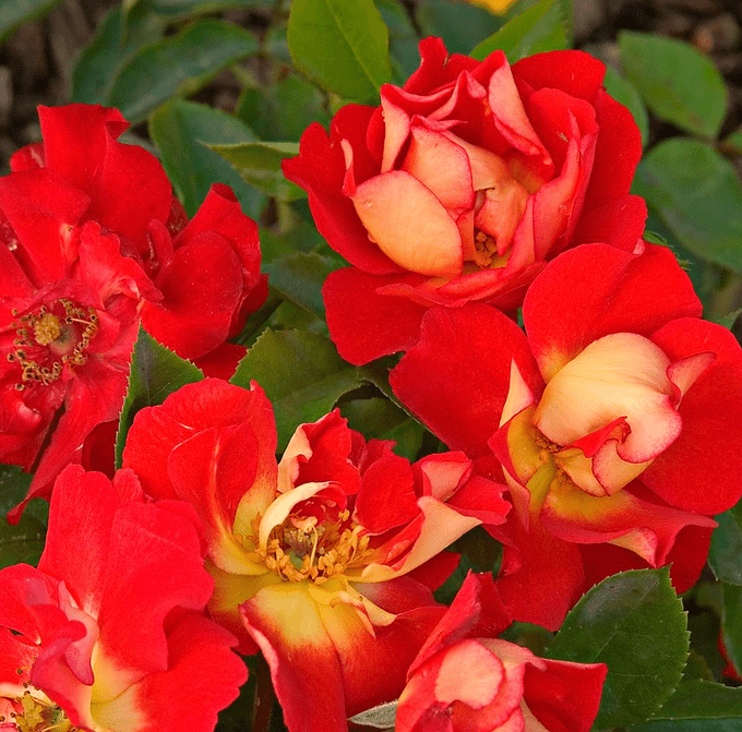 Top 10 red, white, and blue flowers for a patriotic garden