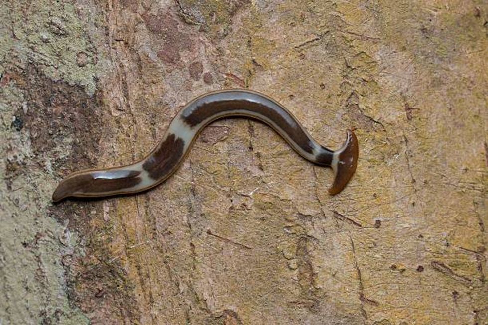 Invasive hammerhead worm reported in Cliff Cave Park