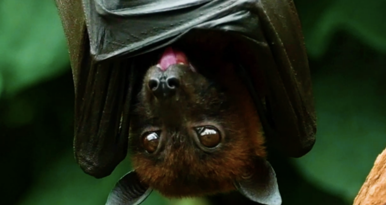 They found the biggest bat in the world