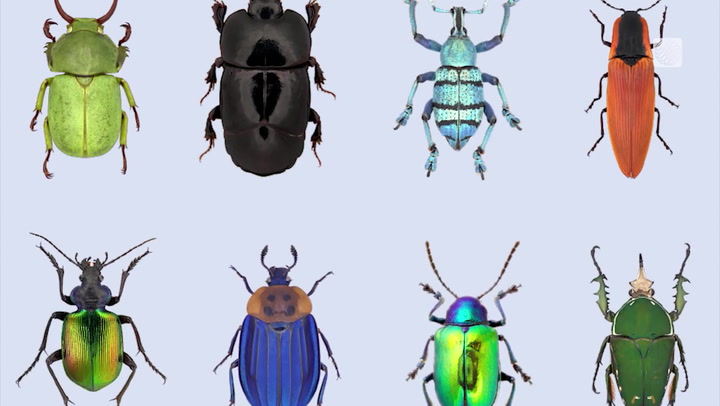 Unwanted stowaway? Eight new beetle species found in Halifax