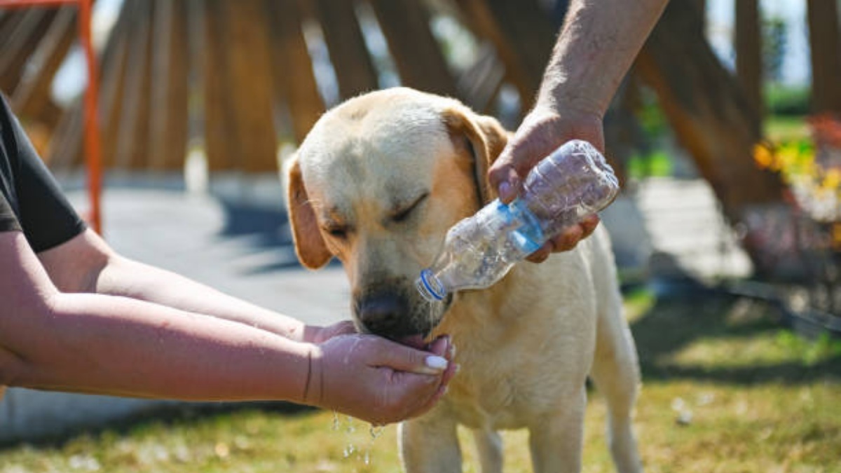 Signs your dog may not be drinking enough water during hot weather