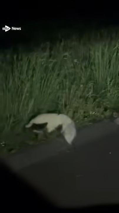 Watch: Skunk spotted wandering loose on Scottish road