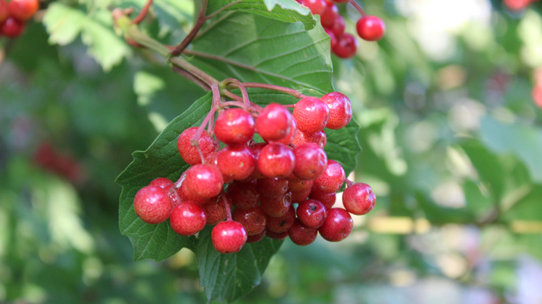 14 shrubs that are perfect for full sun areas in your yard