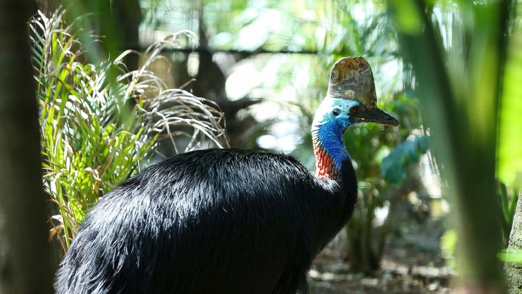 9 birds capable of dangerous attacks