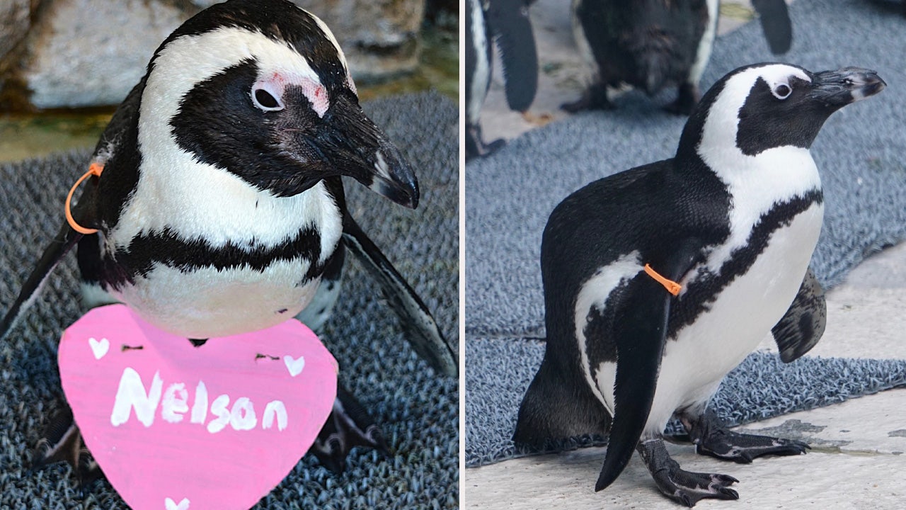 Racine Zoo announces death of African penguin; had terminal illness