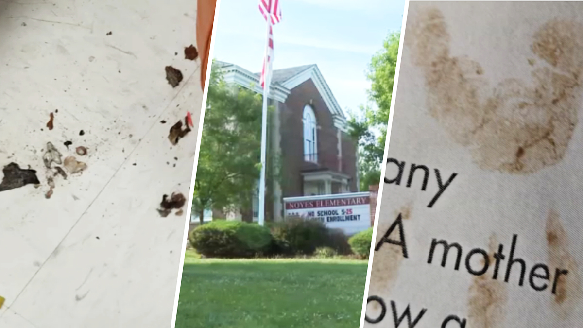 School raccoon infestation: What was found in a DC elementary