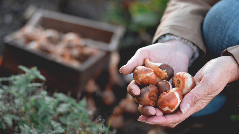Tropical bulbs that love the hot, humid July weather