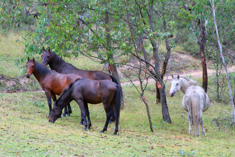 Barbaric culling of up to 13,000 wild horses will start in Australia ...