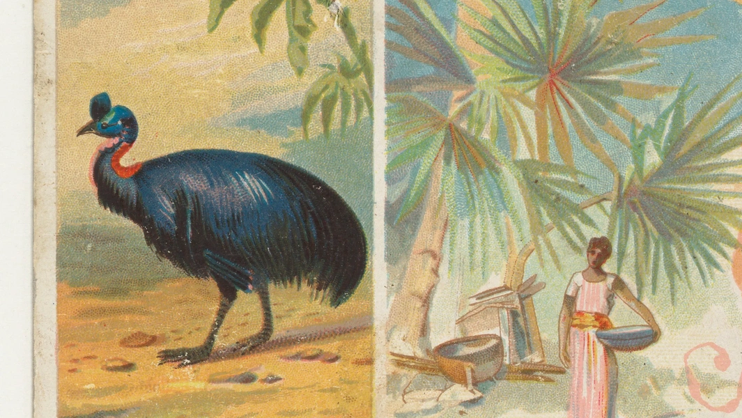 9 birds capable of dangerous attacks