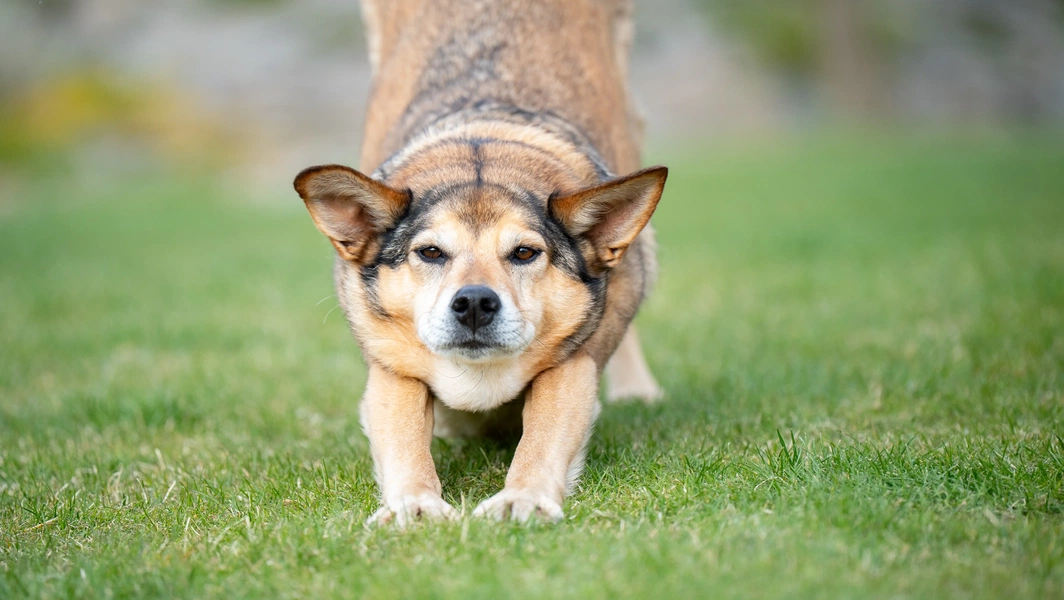 Experts identify five dog breeds most attuned to human emotions
