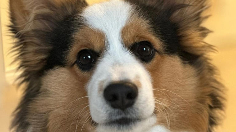Fluffy corgi gets dressed up to go on an adventure like a true ...