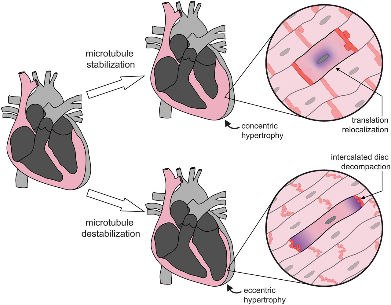 Molecular mechanics behind heart cell restructuring revealed
