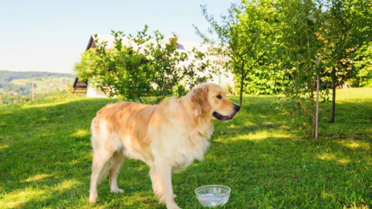 Signs your dog may not be drinking enough water during hot weather