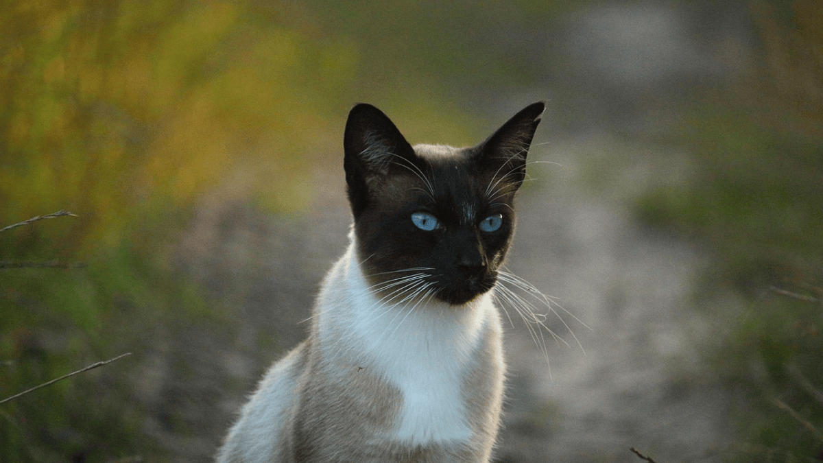 10 royal names to give your cat the majestic identity they deserve