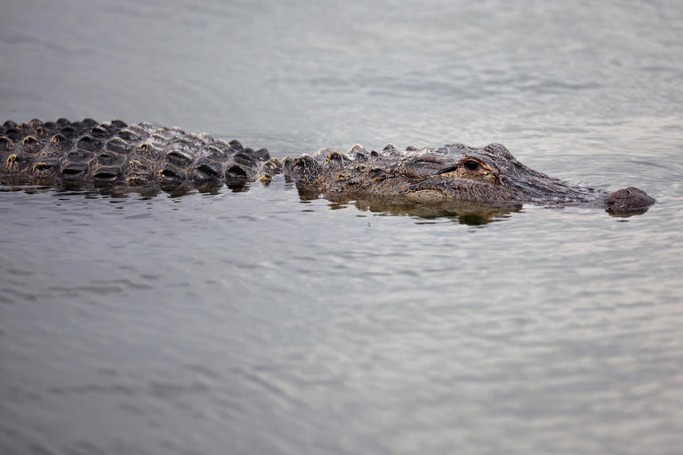 DWI suspect attacked by gator during swamp escape attempt