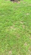 Man notices floating tree limb suspended in his yard