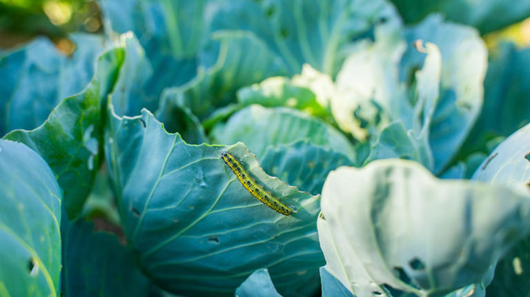 The garden pest that's causing mysterious holes in your cabbage and how ...
