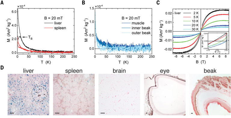 Pigeons may use magnetic immune cells to find their way home