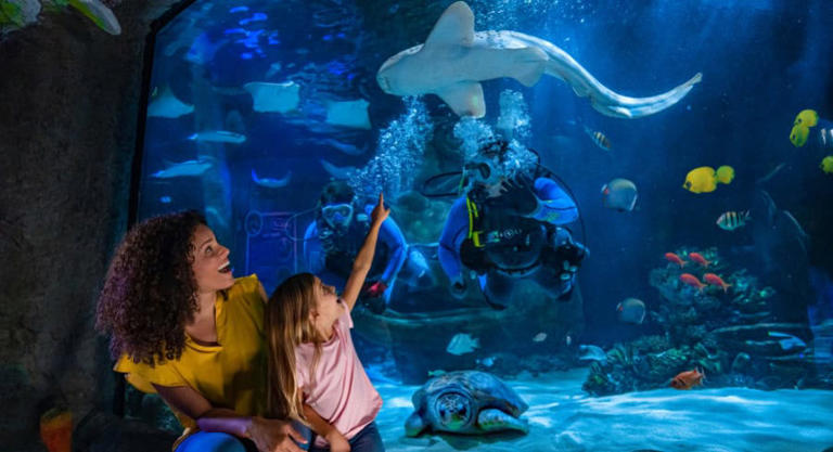 Sink your teeth into this: Sea Life Orlando unleashes ‘Summer of Sharks’