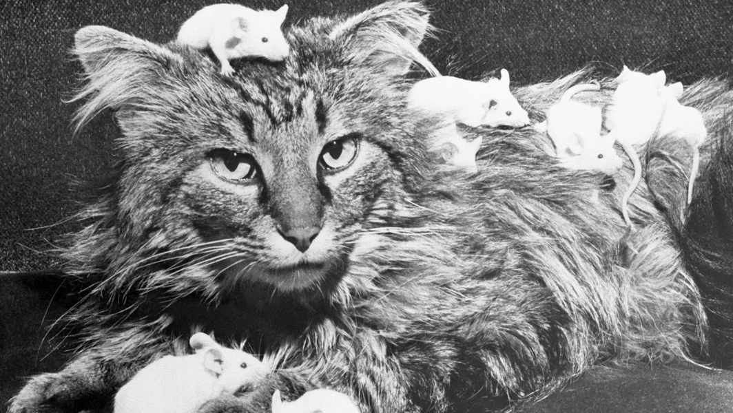 Unusual bonds between cats and mice