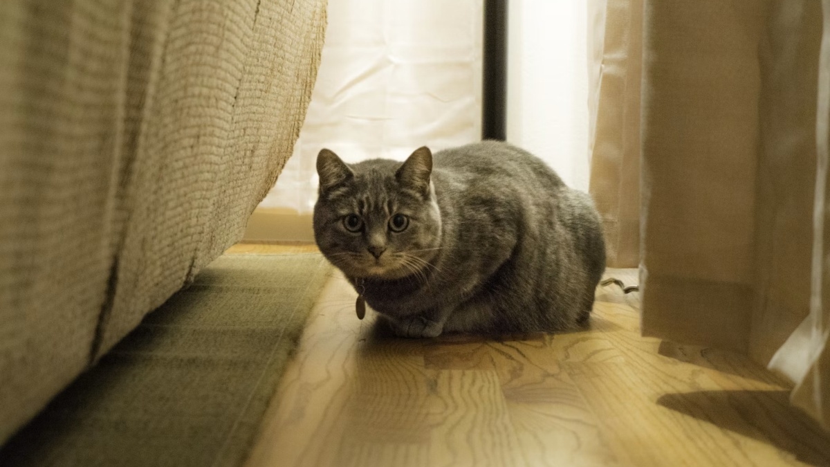 8 reasons why your cat might not feel safe at home, even when with you