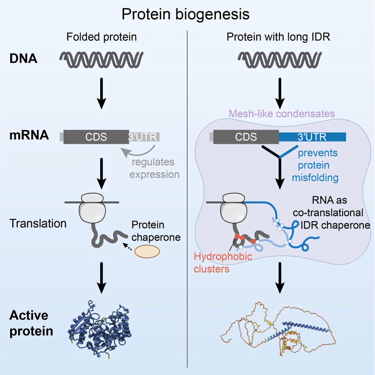Scientists uncover RNA's hidden role as protein chaperone