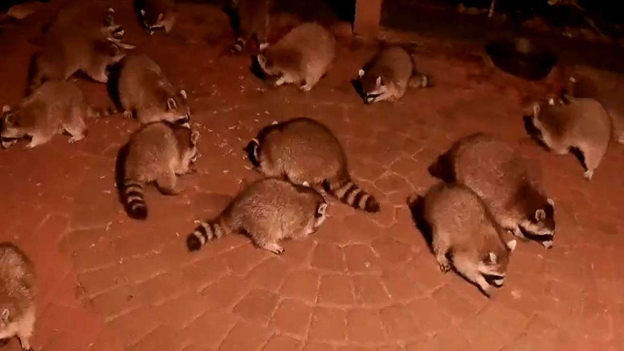 Uninvited raccoon guests raid the dog food