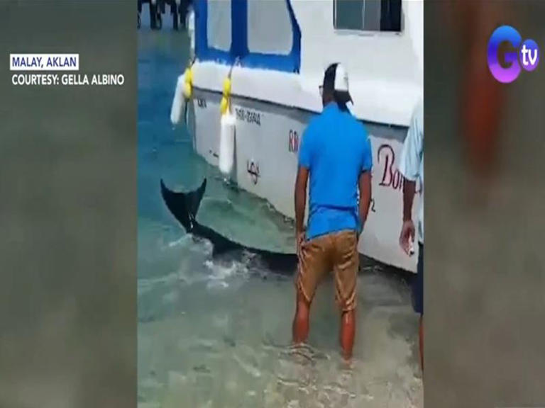 Dolphin injured by boat propeller in Boracay