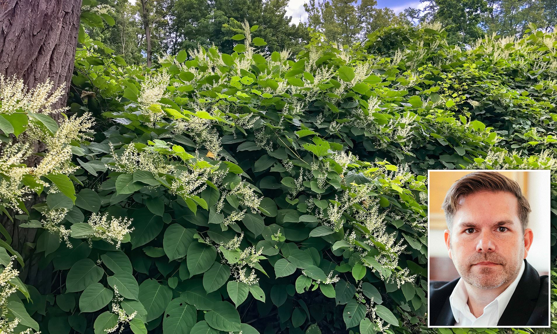 My neighbour let Japanese knotweed spread into my garden: Dean Dunham ...