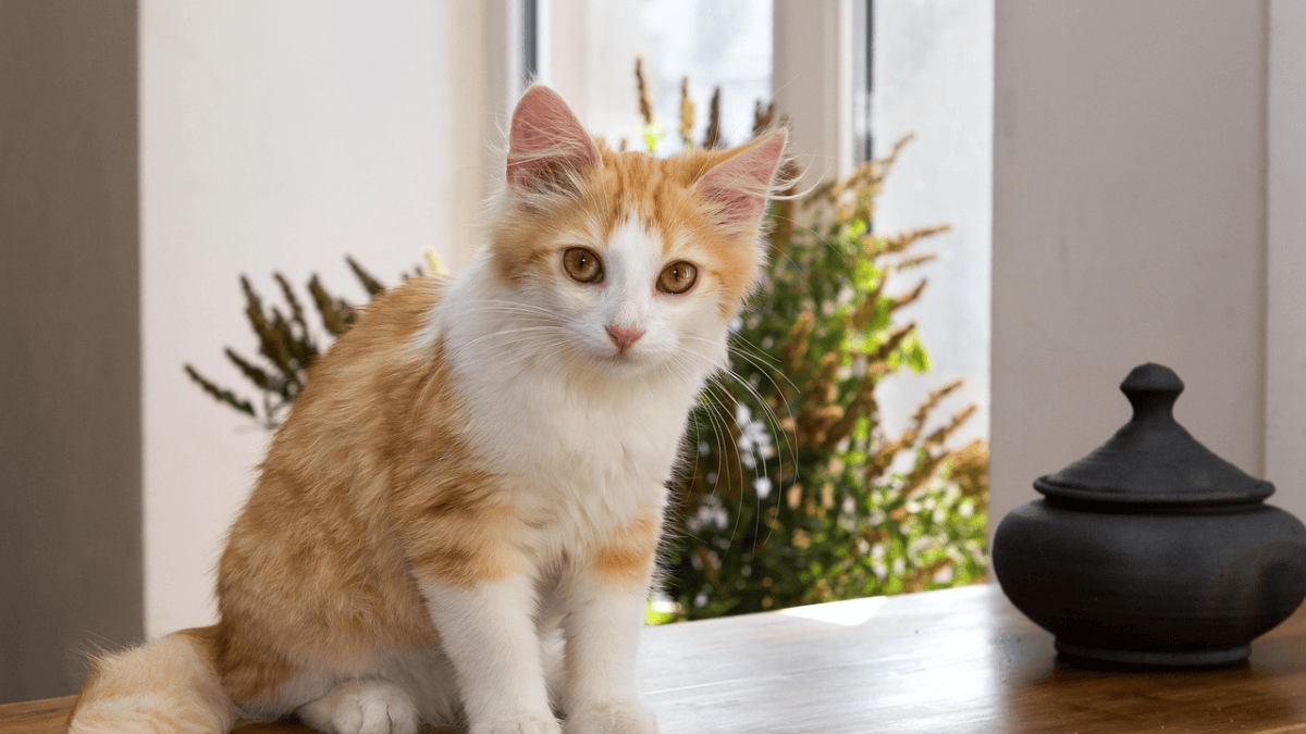 Do cats forget their owners? Experts reveal what science says