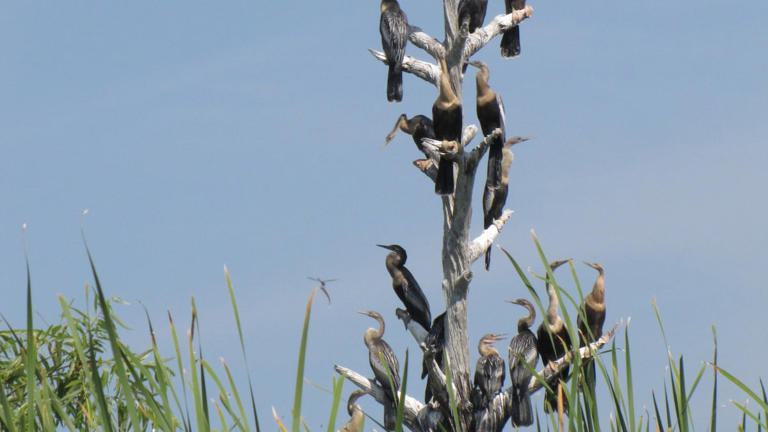 Could Safety Harbor relocate fireworks show over nesting bird concerns?