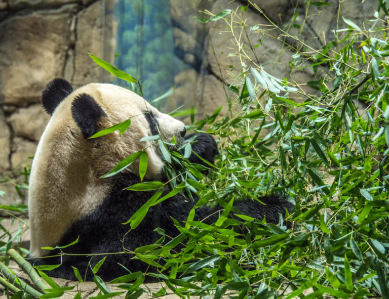 The 5 best things to do in DC with kids