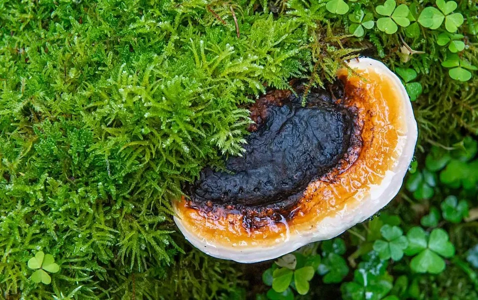 Mushroom hot cocoa pairs rich taste with studied compounds
