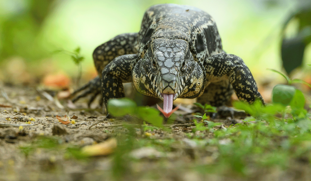 Residents hit with urgent warning as four-foot reptiles invade one US state