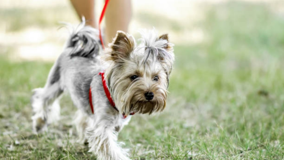 10 dog walking mistakes trainers say most owners make without knowing it