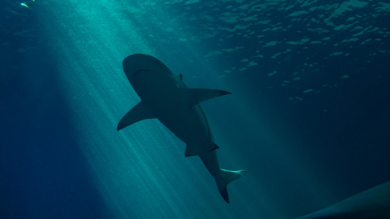 A shark can smell a single drop of blood in a pool of water