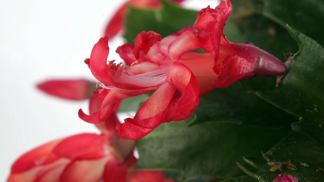 Christmas cactus care made simple for you