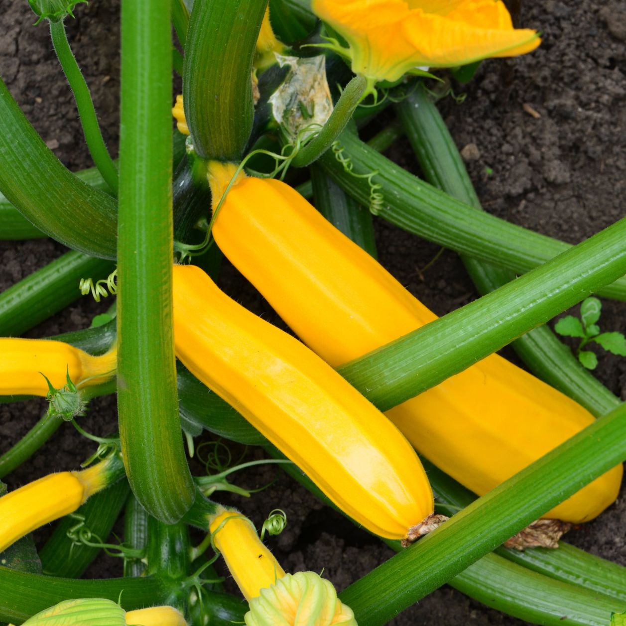 « Que des fleurs, aucun fruit » : oubliez l'arrosage, ce coup de ...