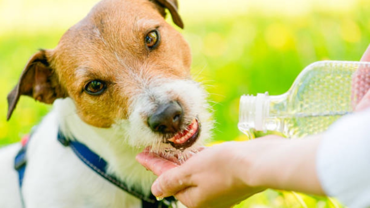 Signs your dog may not be drinking enough water during hot weather