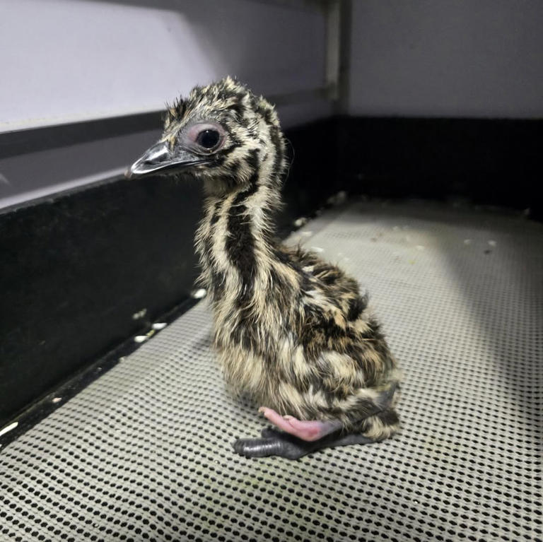 Emu born with 4 legs on Nanaimo, B.C., farm